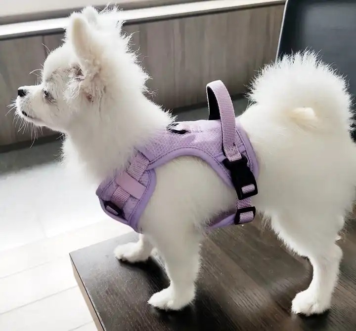 Small Dog Harness: Perfect Fit for Your Little Companion
