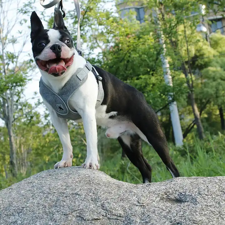 Pitbull Harness: Perfect Fit for Strength and Comfort