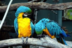 The Majestic Macaw Parrot – History, Taxonomy, And More