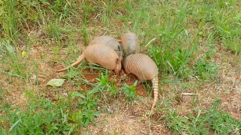 Armadillos - WAF