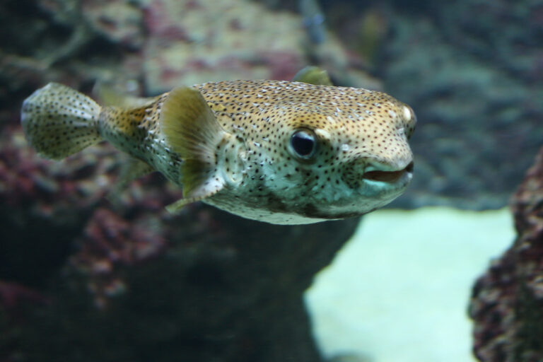 Blowfish - Amazing Facts About The Legendary Puffer Fish!