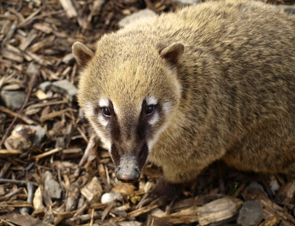 Coatis - WAF