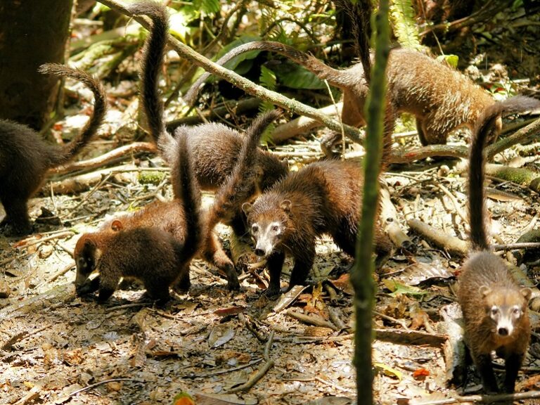 Coatis - WAF