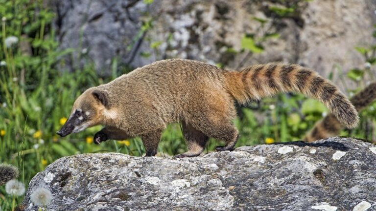Coatis - WAF