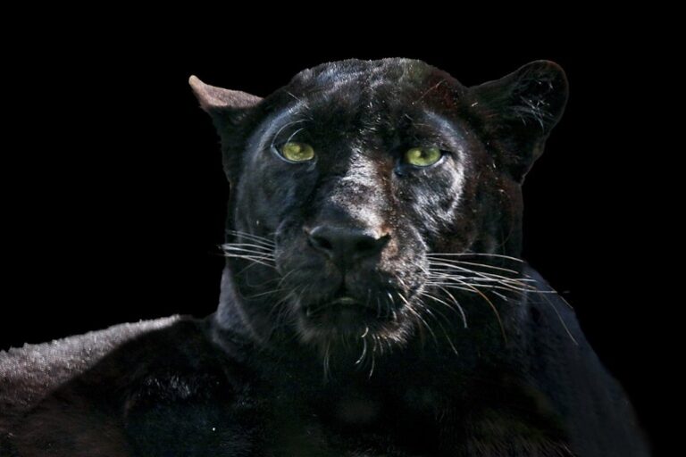 Black Panthers - Facts, Habitat and Diet | WAF