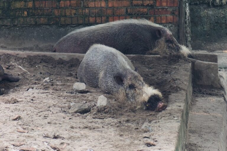 What's Wrong With Zoos? - WAF