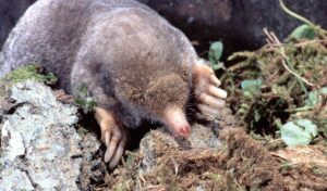 Mole Animal - All About The Tiny, Burrowing Mammal