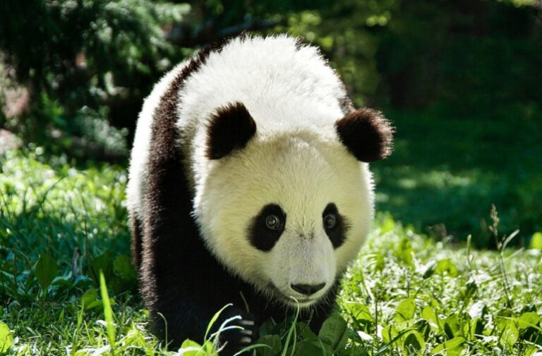 Giant Pandas - WAF
