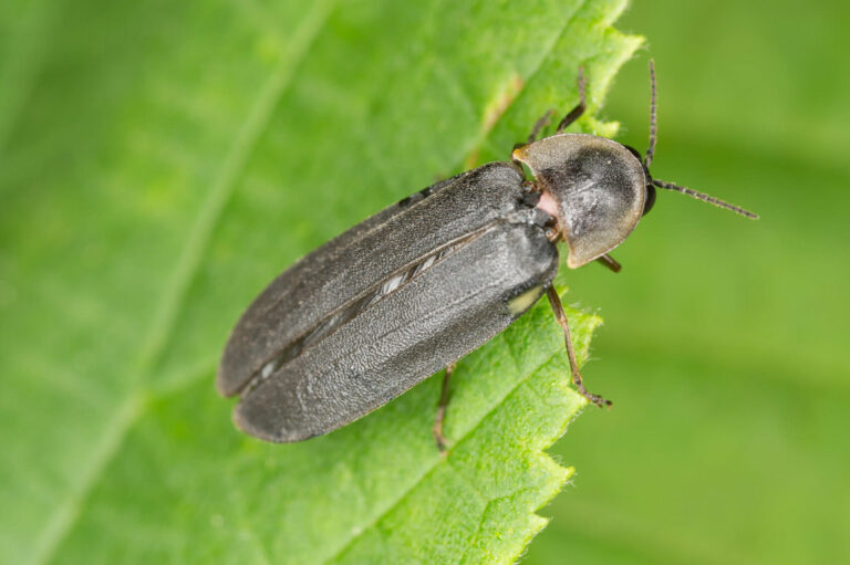 Are Fireflies Endangered - WAF