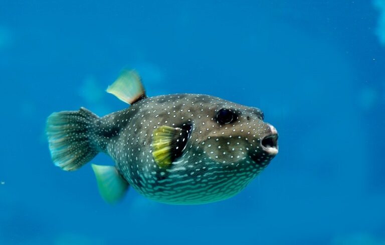 Blowfish - WAF