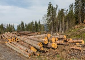 Forest Logging - WAF