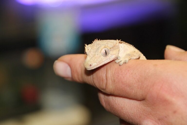 Keeping Gecko Pets All You Need To Know- WAF