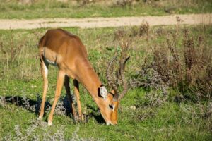 Impala Animal Information - Habitat, Diet, Traits & More!