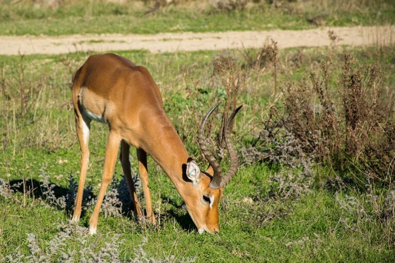 Impala Animal Information - Habitat, Diet, Traits & More!