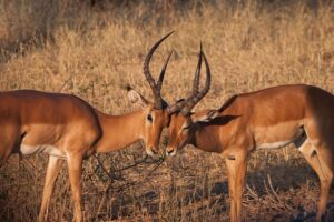 Impala Animal Information - Habitat, Diet, Traits & More!