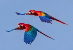 Macaws - WAF
