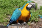The Majestic Macaw Parrot – History, Taxonomy, And More
