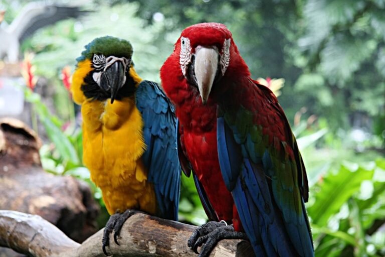 Macaws - WAF