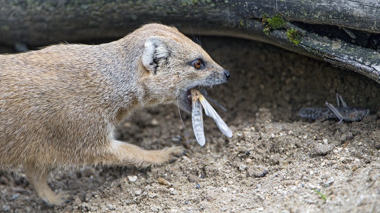 Mongoose Eating A King Cobra