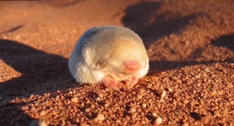 Mole Animal - All About The Tiny, Burrowing Mammal