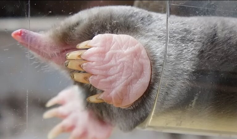 Mole Animal - All About The Tiny, Burrowing Mammal