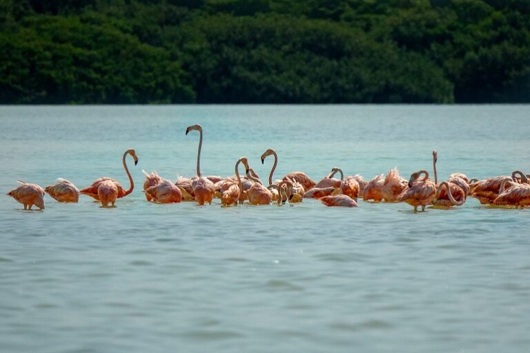Flamingos - WAF