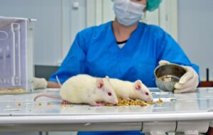 World Animal Foundation - Helping Animals Across The Globe