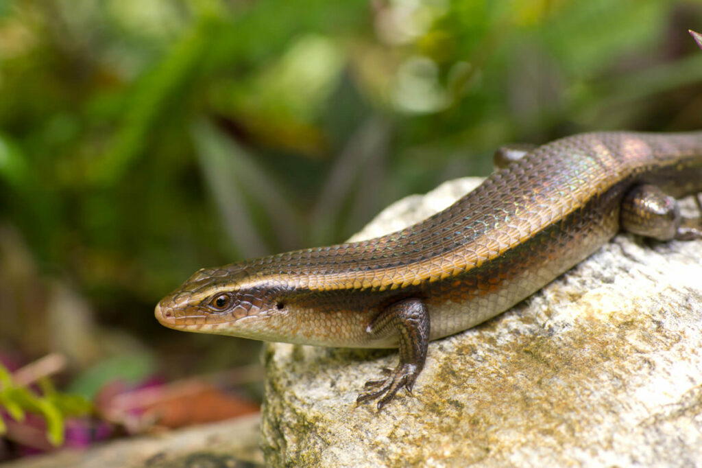 Skinks as Pets: Can House Skinks Make Good Pets?
