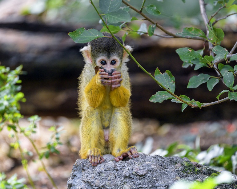Squirrel Monkeys