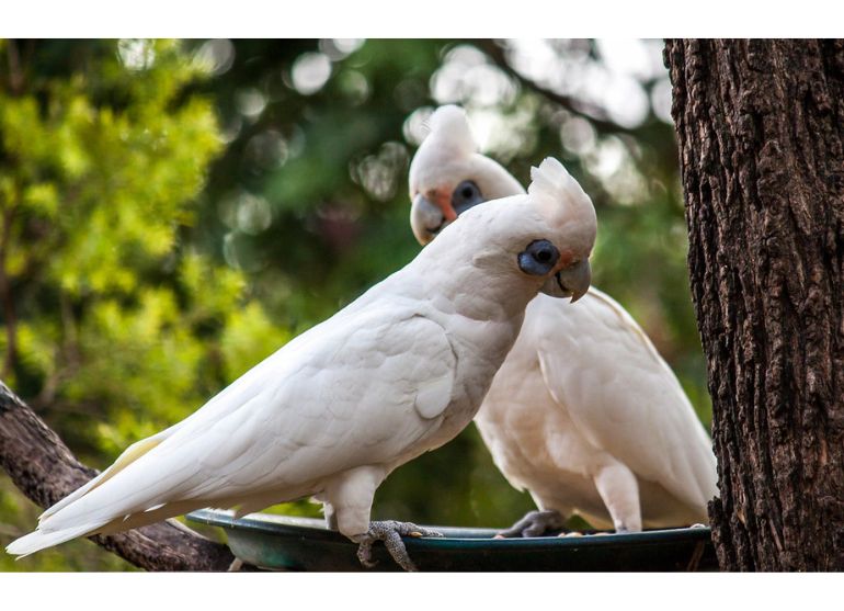 White And Yellow Cockatoo