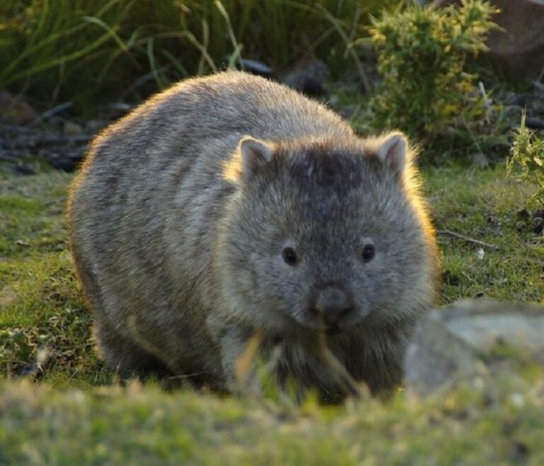 Wombats - WAF