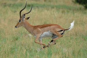 Impala Animal Information - Habitat, Diet, Traits & More!