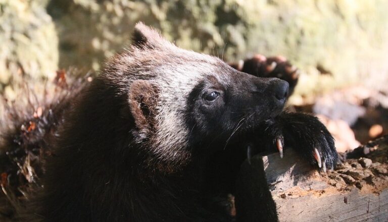 Wolverines - Habitat, Life Span, Diet & Reproduction Guide