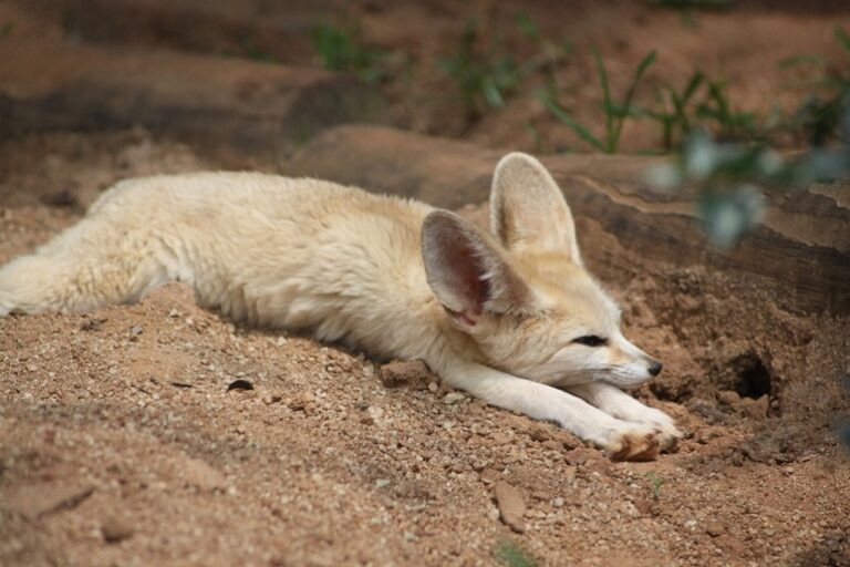 Fox in Desert – Habitat, Life Span & Reproduction Guide-WAF