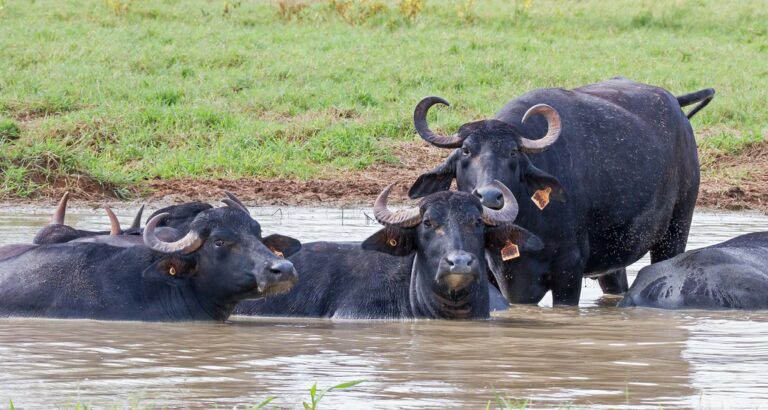 Water Buffaloes - WAF