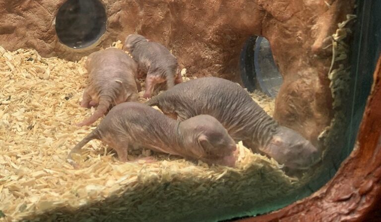 Mole Animal - All About The Tiny, Burrowing Mammal