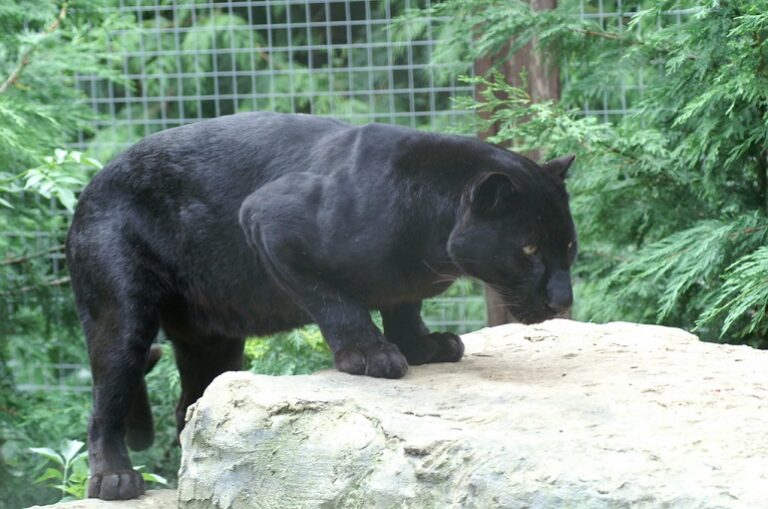 Black Panther Animal Information - All You Need To Know!!