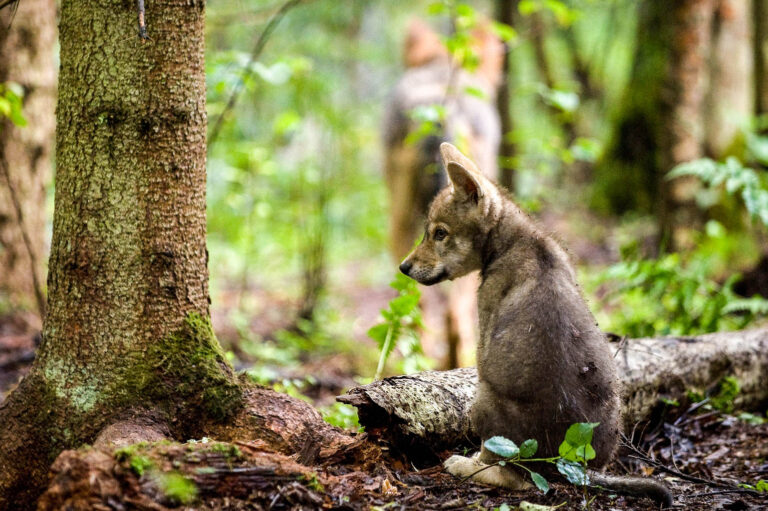 Deforestation: Clearing The Path For Wildlife Extinctions - WAF