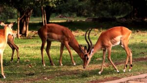 Impala Animal Information - Habitat, Diet, Traits & More!