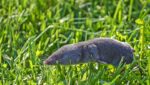 Mole Animal - All About The Tiny, Burrowing Mammal