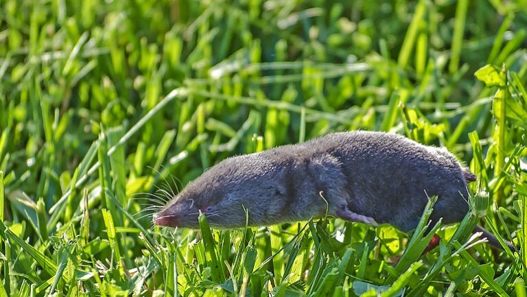 Mole Animal - All About The Tiny, Burrowing Mammal