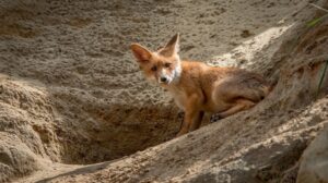 Fox in Desert – Habitat, Life Span & Reproduction Guide-WAF