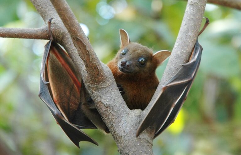 Fruit Bats Types & Behavior a Complete Ultimate Guide