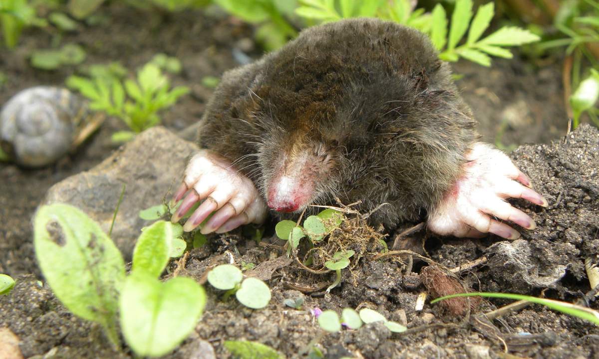Mole Animal - All About The Tiny, Burrowing Mammal