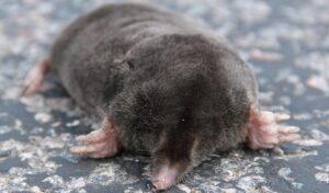 Mole Animal - All About The Tiny, Burrowing Mammal