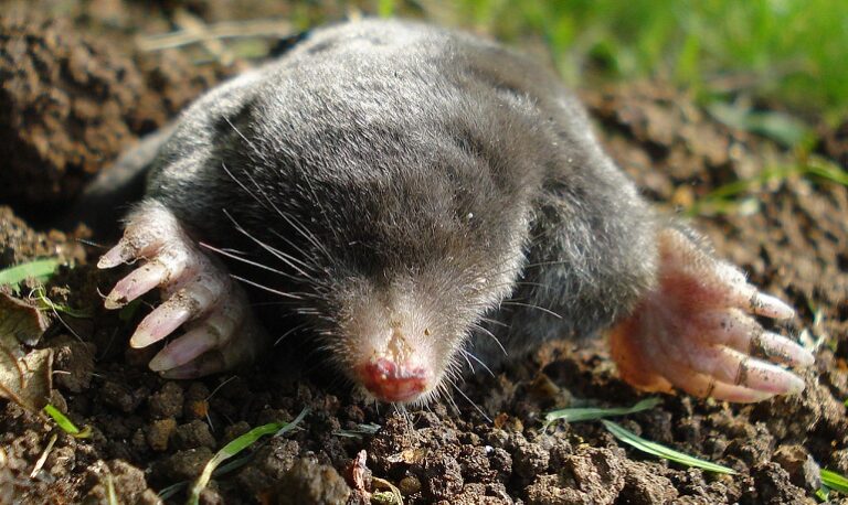 Mole Animal - All About The Tiny, Burrowing Mammal