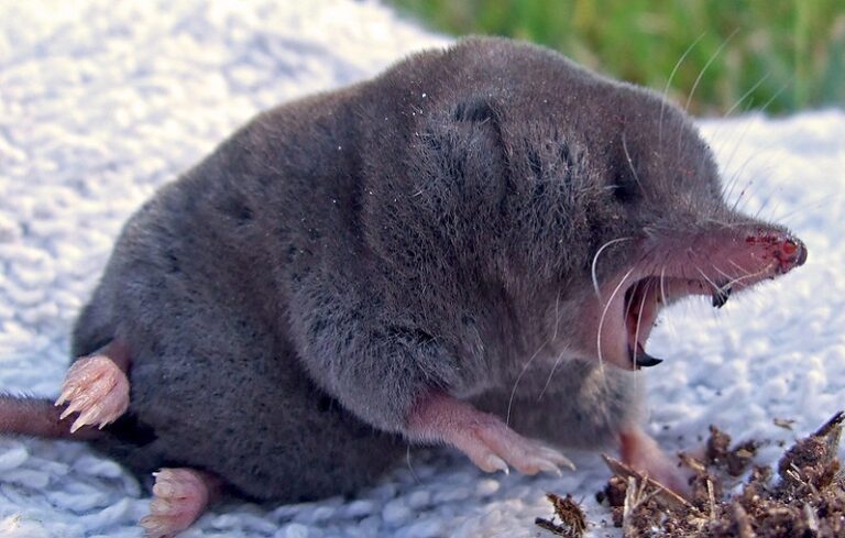 Mole Animal - All About The Tiny, Burrowing Mammal