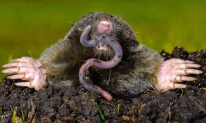 Mole Animal - All About The Tiny, Burrowing Mammal