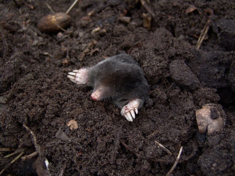 Mole Animal - All About The Tiny, Burrowing Mammal