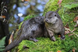 All About Pet Otter - The Truth Behind Keeping Them As Pets!